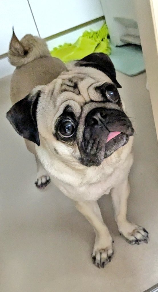 人気ポスト(@pug_komame) - Yahoo!リアルタイム検索