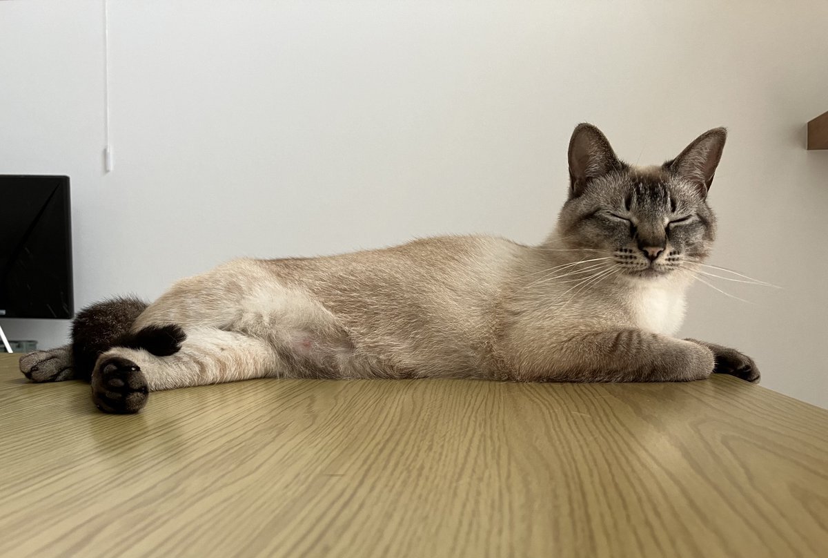 人気ポスト(@_roro_cat_) - Yahoo!リアルタイム検索