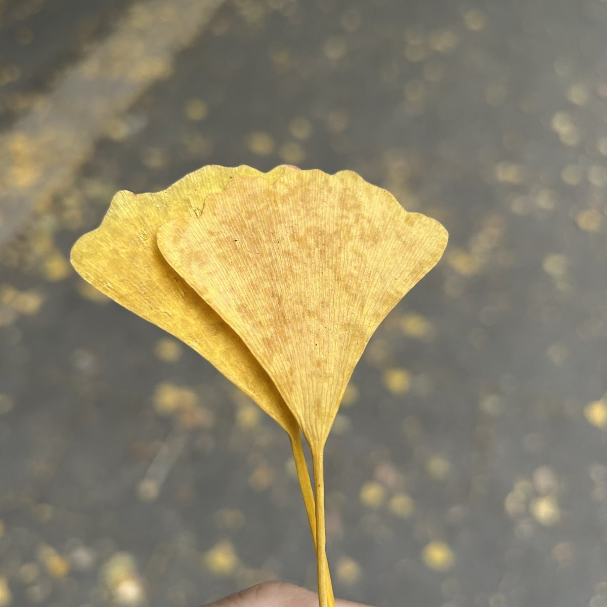 イチョウの蝶、イ蝶｜つぶやきピックアップ - Yahoo!リアルタイム検索