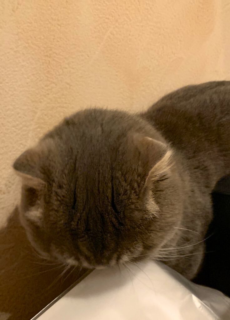 人気ポスト(@takopi_cat) - Yahoo!リアルタイム検索