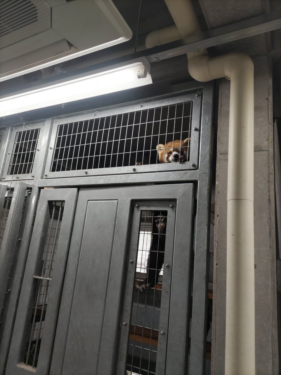 人気ポスト(@nhdzoo) - Yahoo!リアルタイム検索