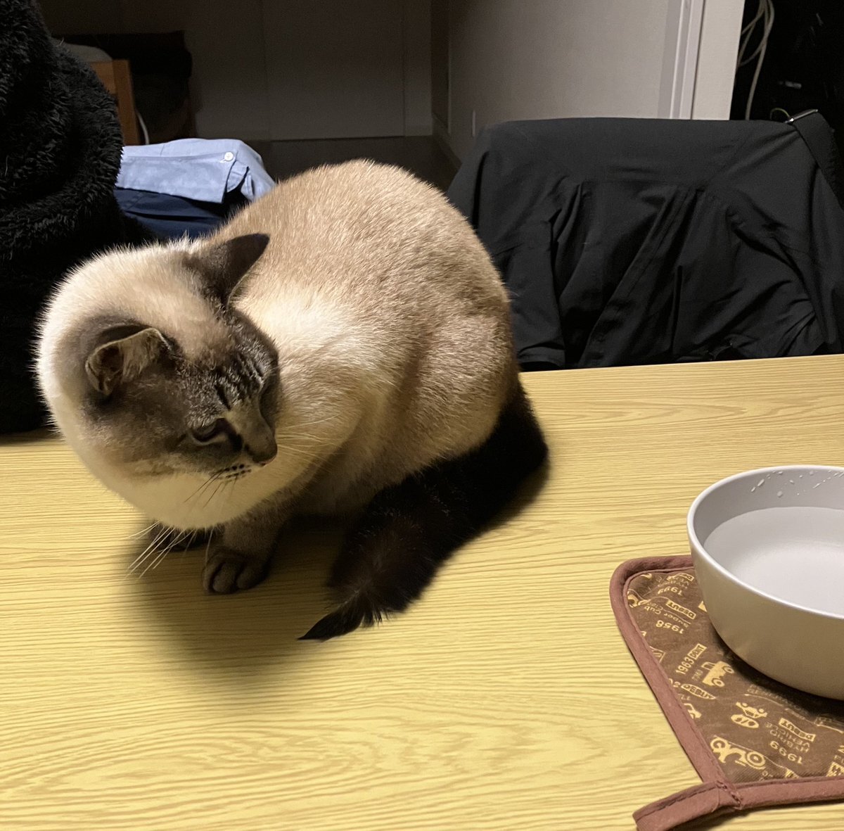 人気ポスト(@_roro_cat_) - Yahoo!リアルタイム検索