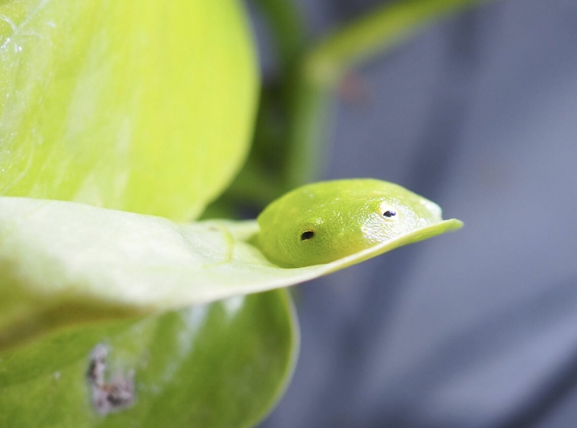 人気ポスト(@PIYO_KAERU) - Yahoo!リアルタイム検索