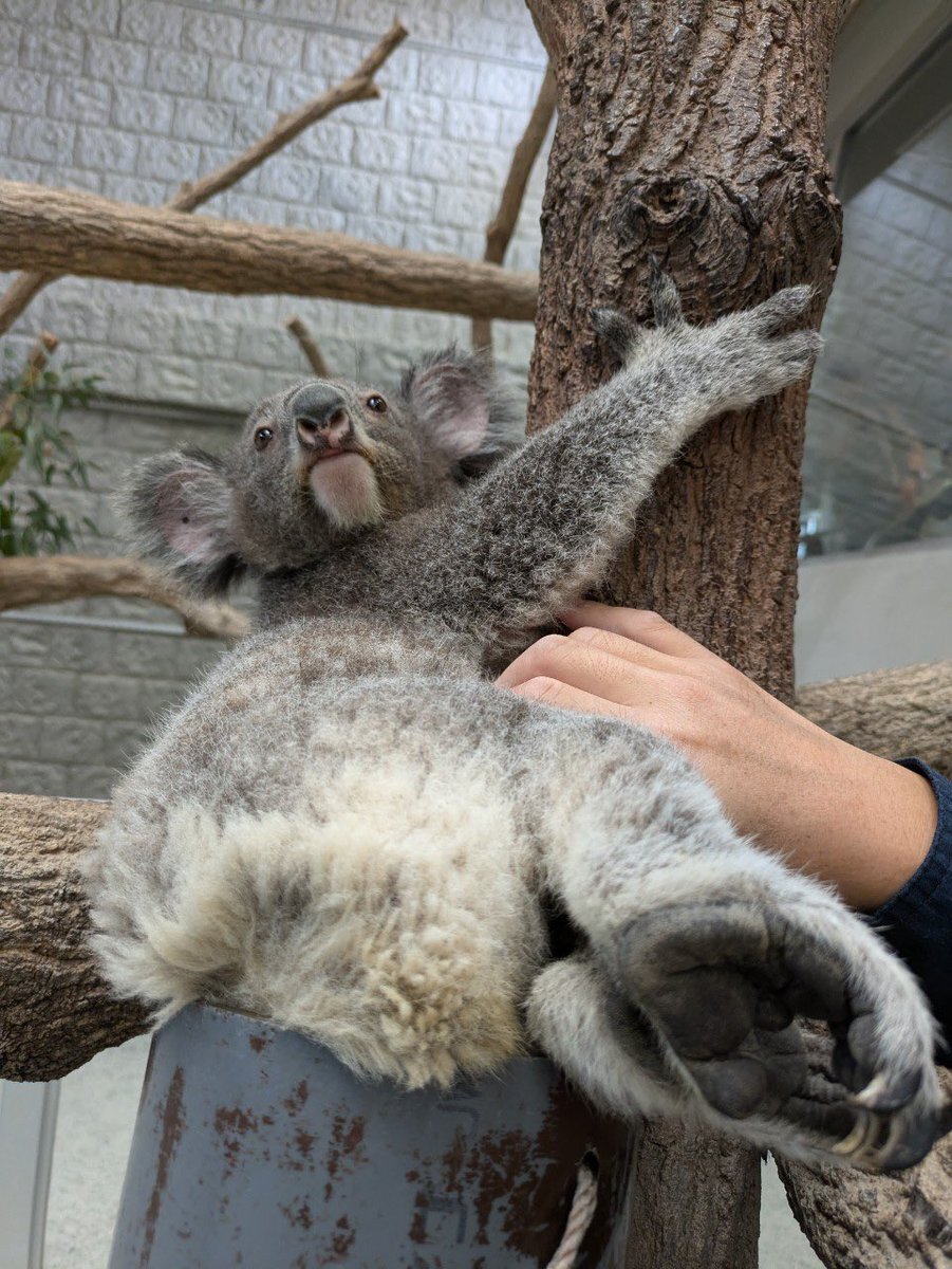 人気ポスト(@englandhill_zoo) - Yahoo!リアルタイム検索