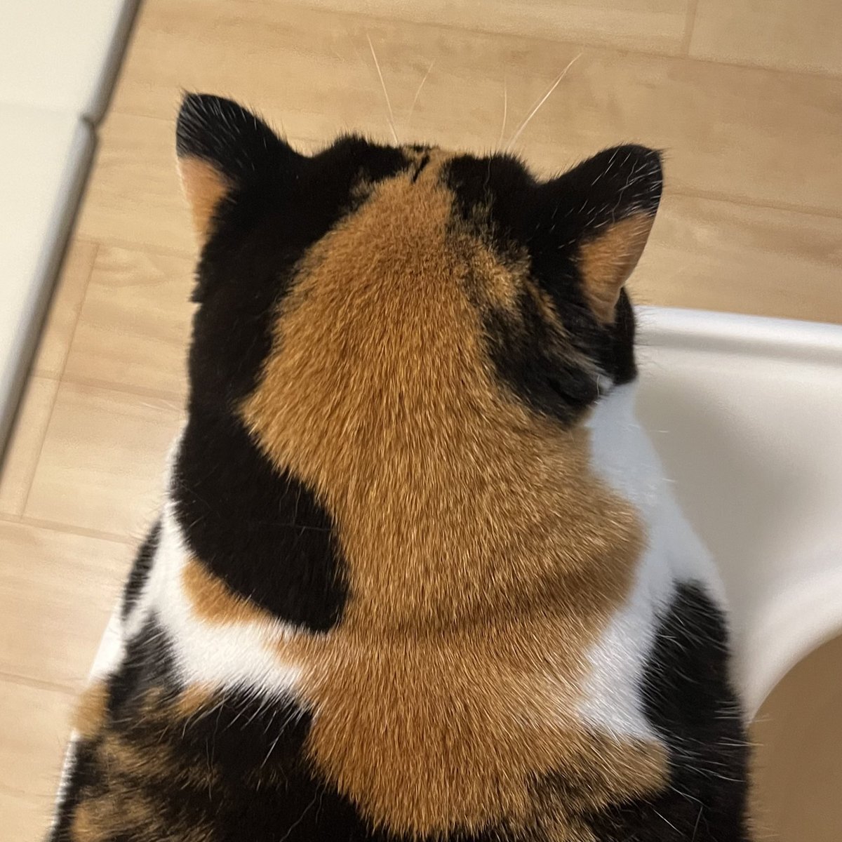 人気ポスト(@oage_cat) - Yahoo!リアルタイム検索