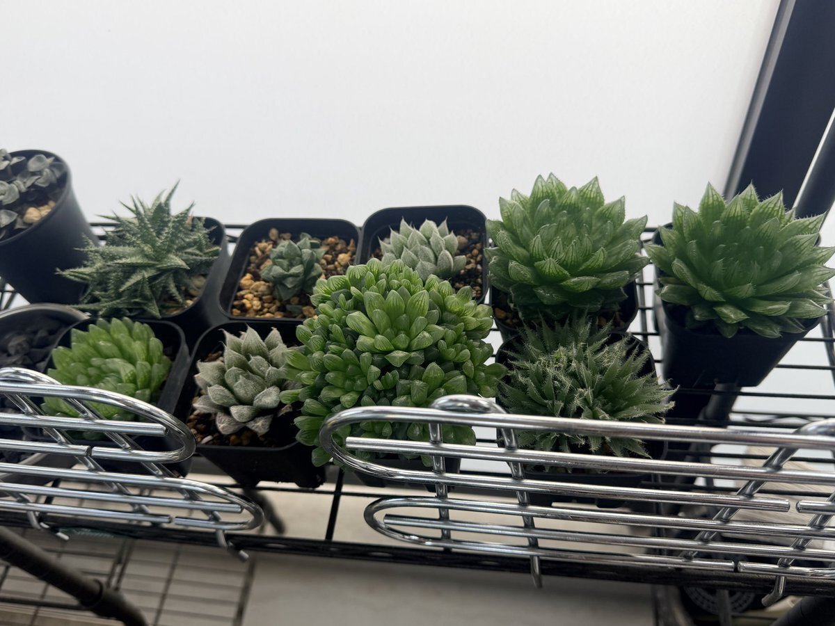 「ハオルチア」のX（旧Twitter）検索結果 - Yahoo!リアルタイム検索