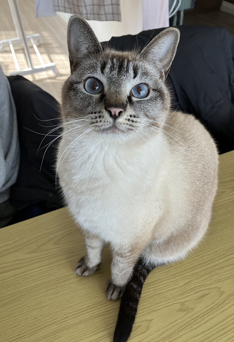 人気ポスト(@_roro_cat_) - Yahoo!リアルタイム検索