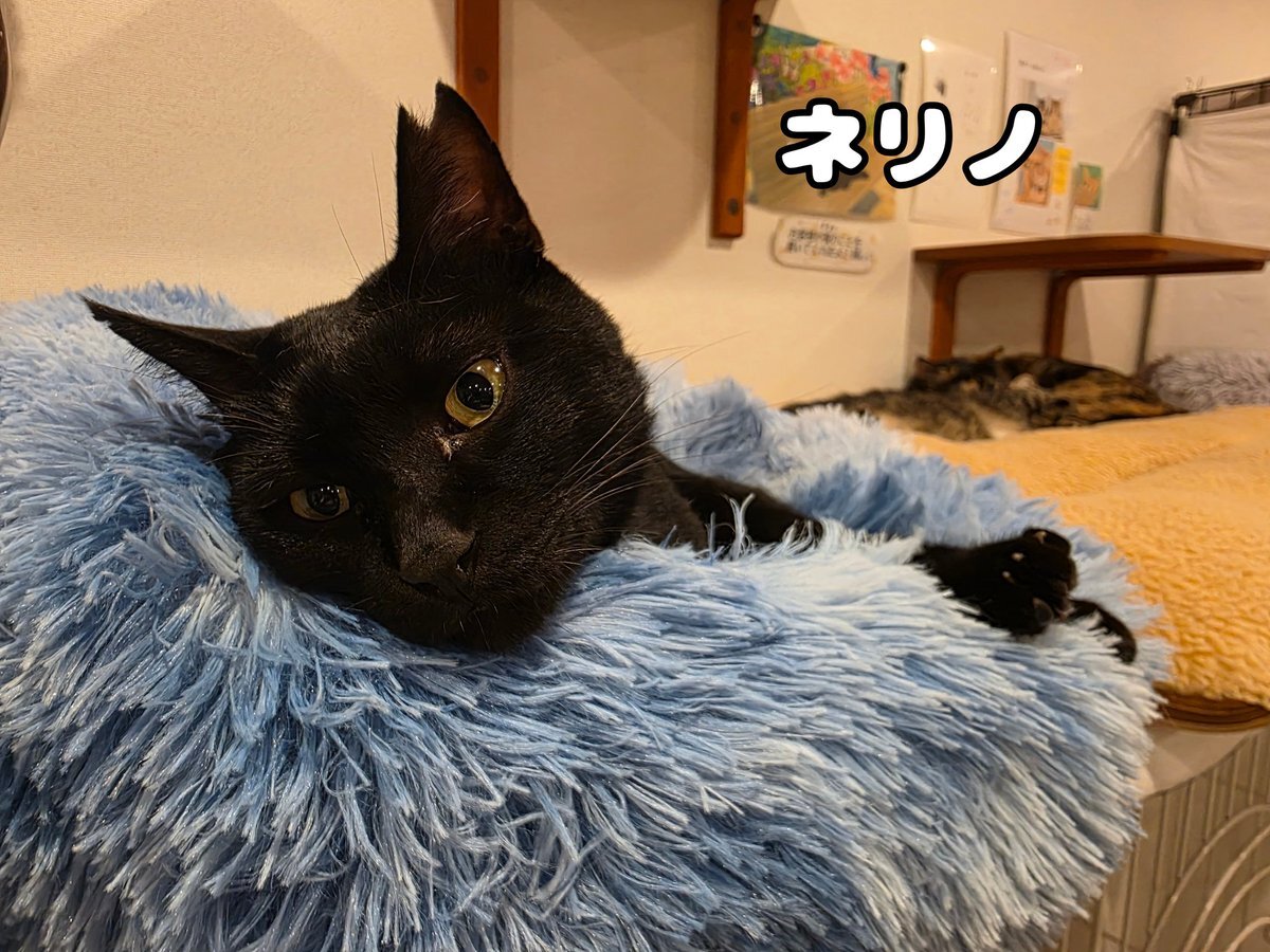 40歳・松山竜平選手、オイシックスで現役続行＆コーチ就任！(2025/12/03)｜SNSのバズまとめ - Yahoo!リアルタイム検索