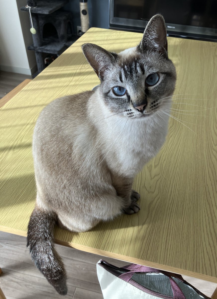 人気ポスト(@_roro_cat_) - Yahoo!リアルタイム検索