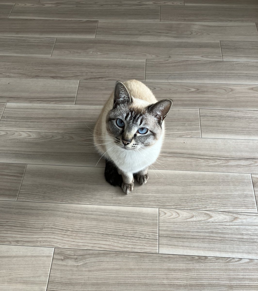 人気ポスト(@_roro_cat_) - Yahoo!リアルタイム検索