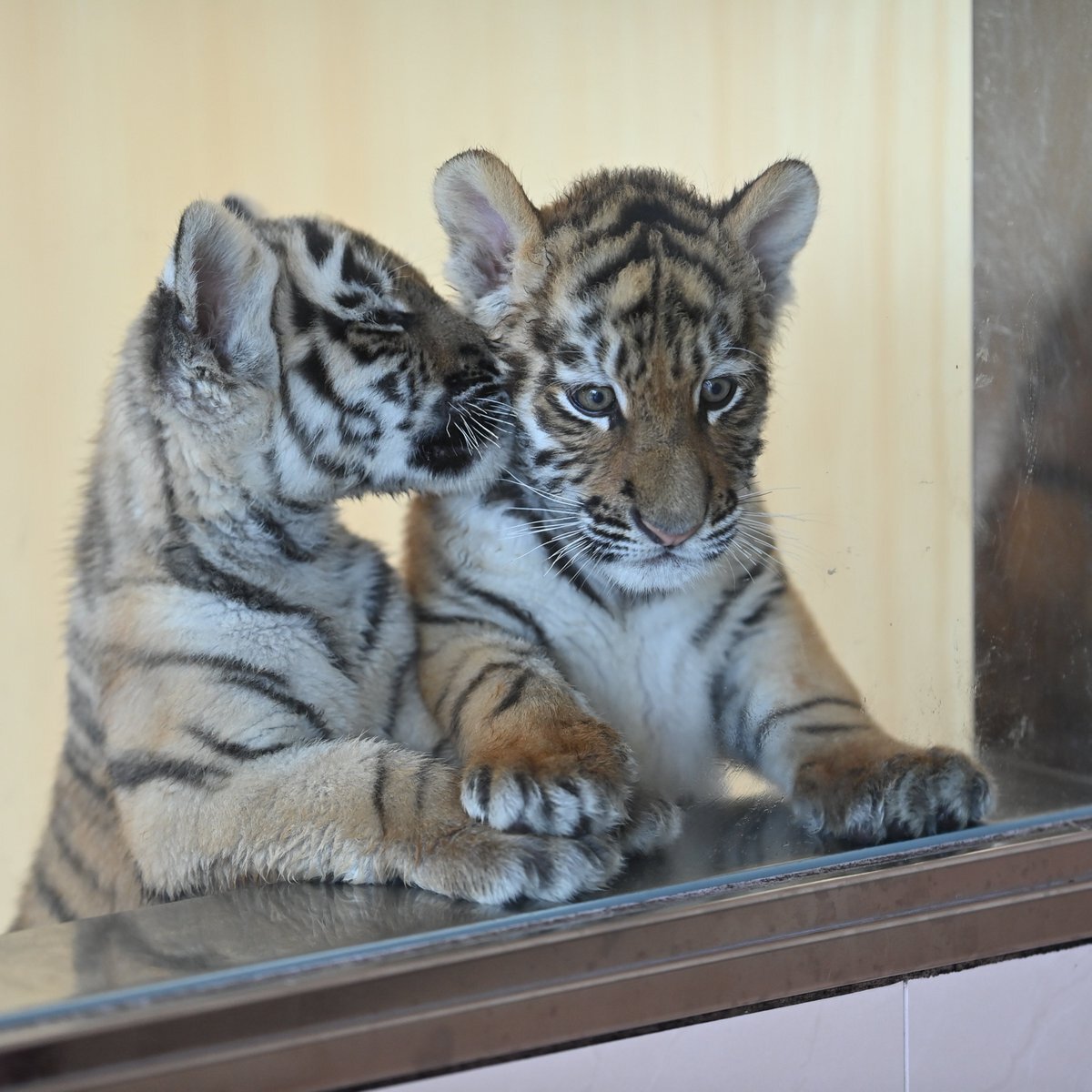 人気ポスト(@uber_tiger) - Yahoo!リアルタイム検索