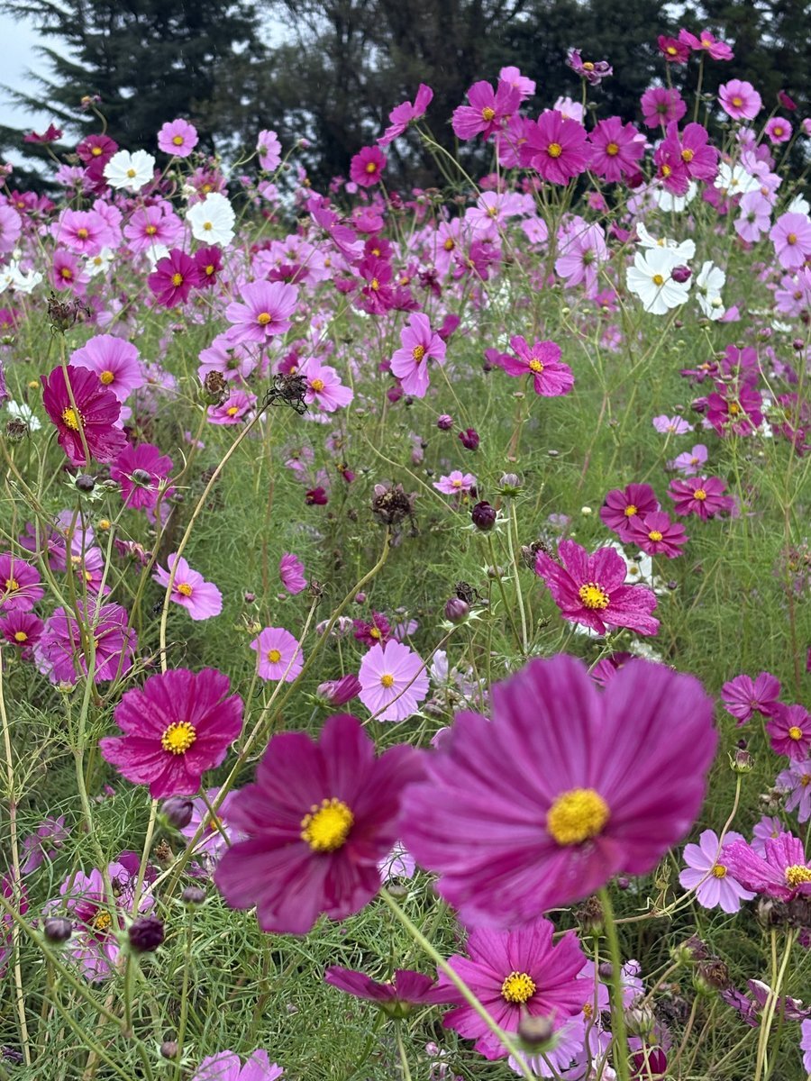 わたなれアニメ最終回！れな子と紫陽花さんの恋はどうなる？(2025/09/23)｜SNSのバズまとめ - Yahoo!リアルタイム検索