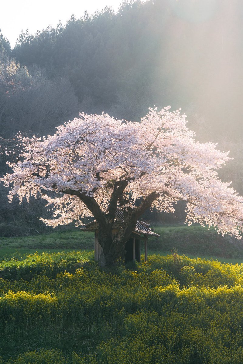 人気ポスト(@zookomi0124) - Yahoo!リアルタイム検索