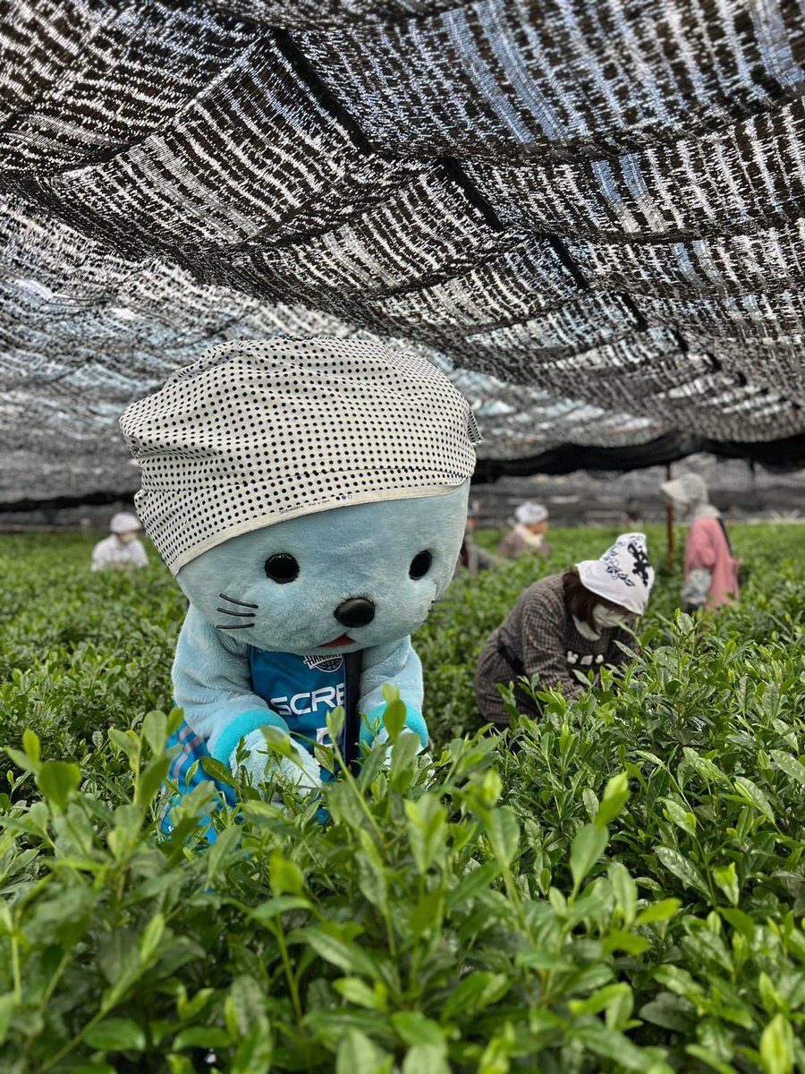 はんニャリン」のX（旧Twitter）検索結果 - Yahoo!リアルタイム検索