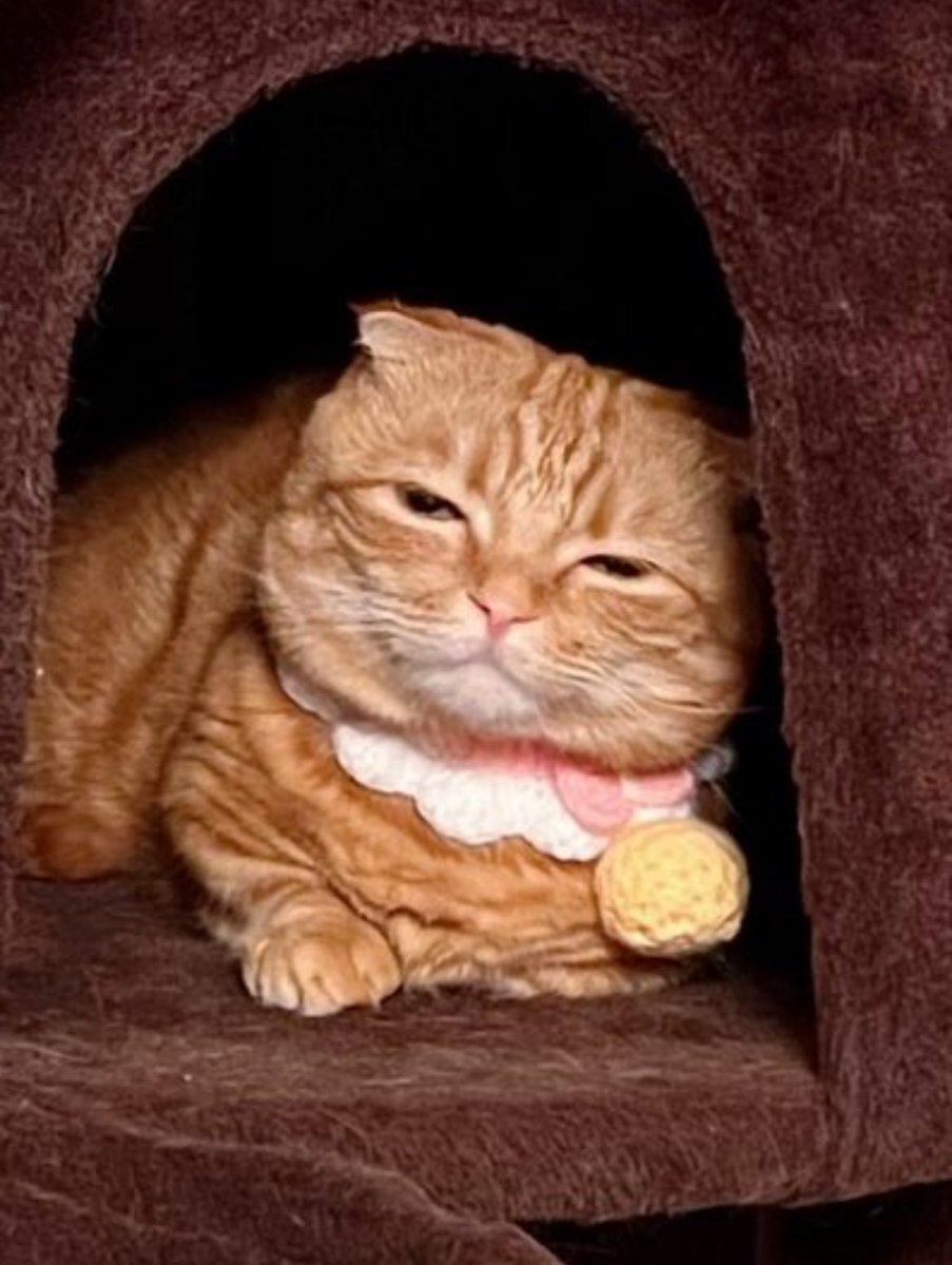 人気ポスト(@hinako_munchkin) - Yahoo!リアルタイム検索