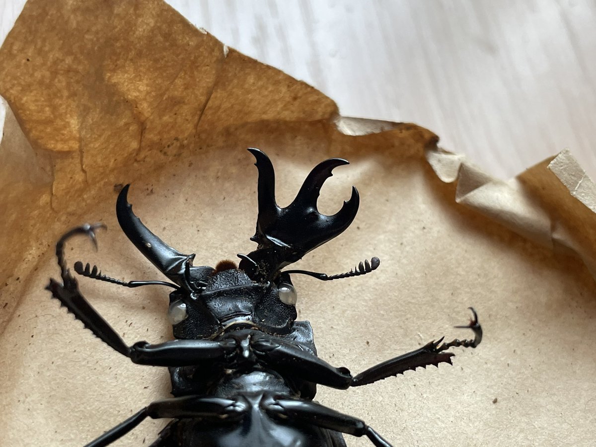 人気ポスト(@insect_aqua) - Yahoo!リアルタイム検索