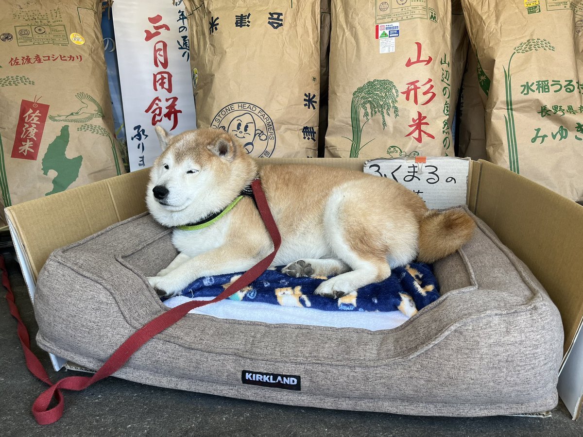 人気ポスト(@ichikawa_komeya) - Yahoo!リアルタイム検索