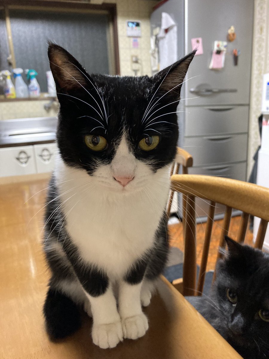 人気ポスト(@madam_poko) - Yahoo!リアルタイム検索