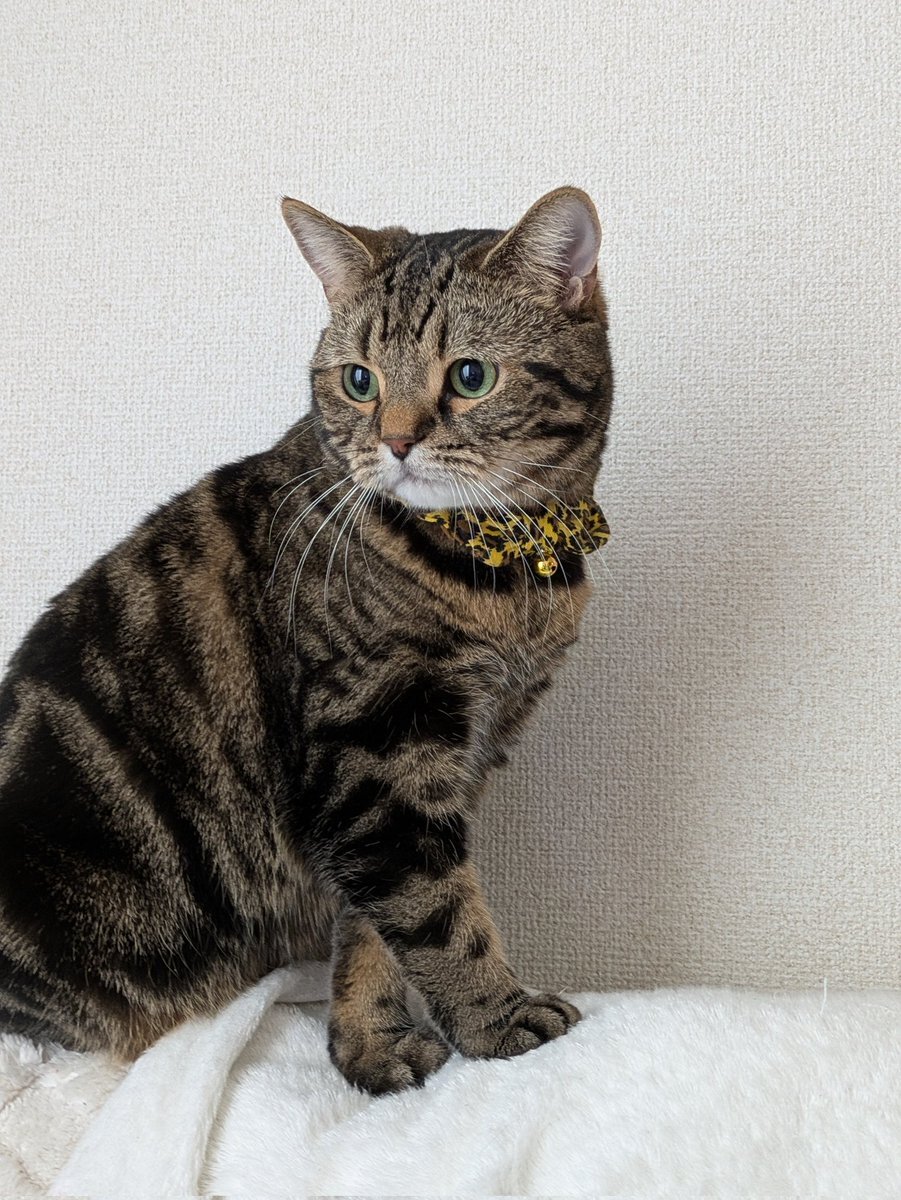 人気ポスト(@YG_KAT_CAT) - Yahoo!リアルタイム検索