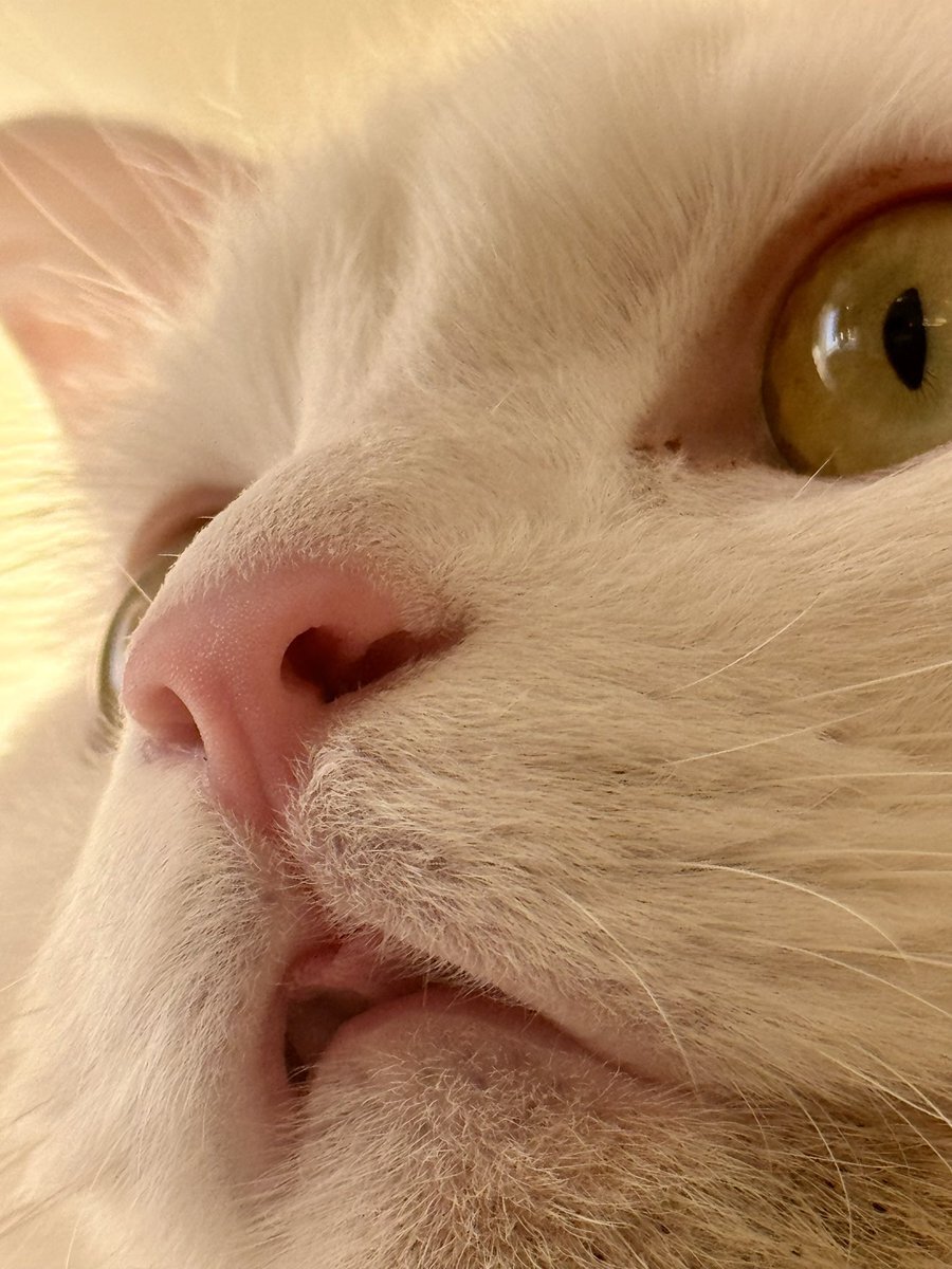 人気ポスト(@meltube_cat) - Yahoo!リアルタイム検索