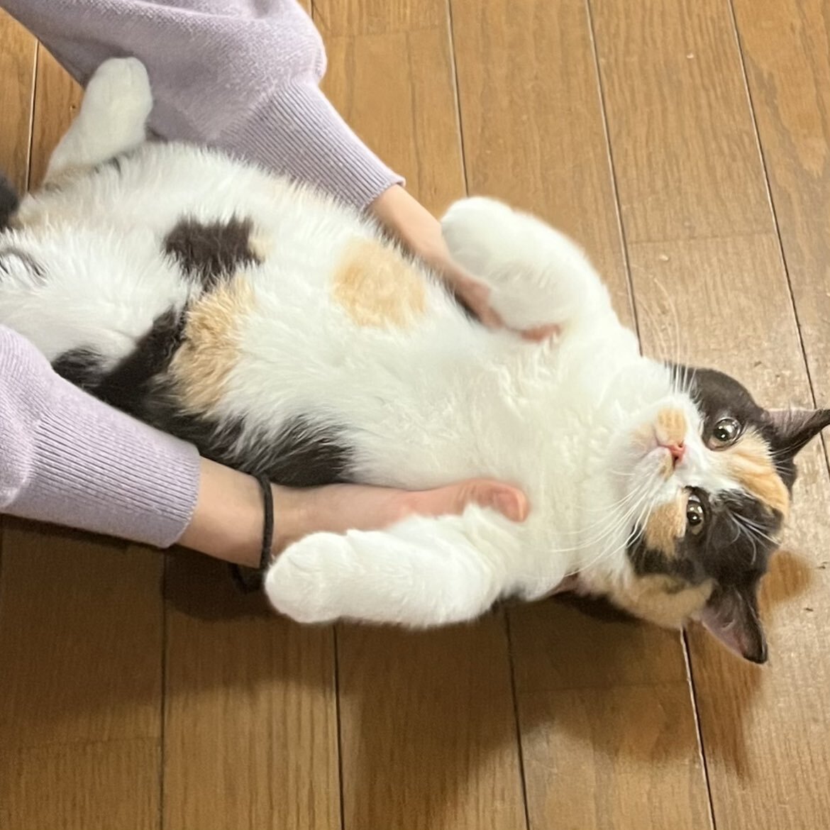 人気ポスト(@oage_cat) - Yahoo!リアルタイム検索