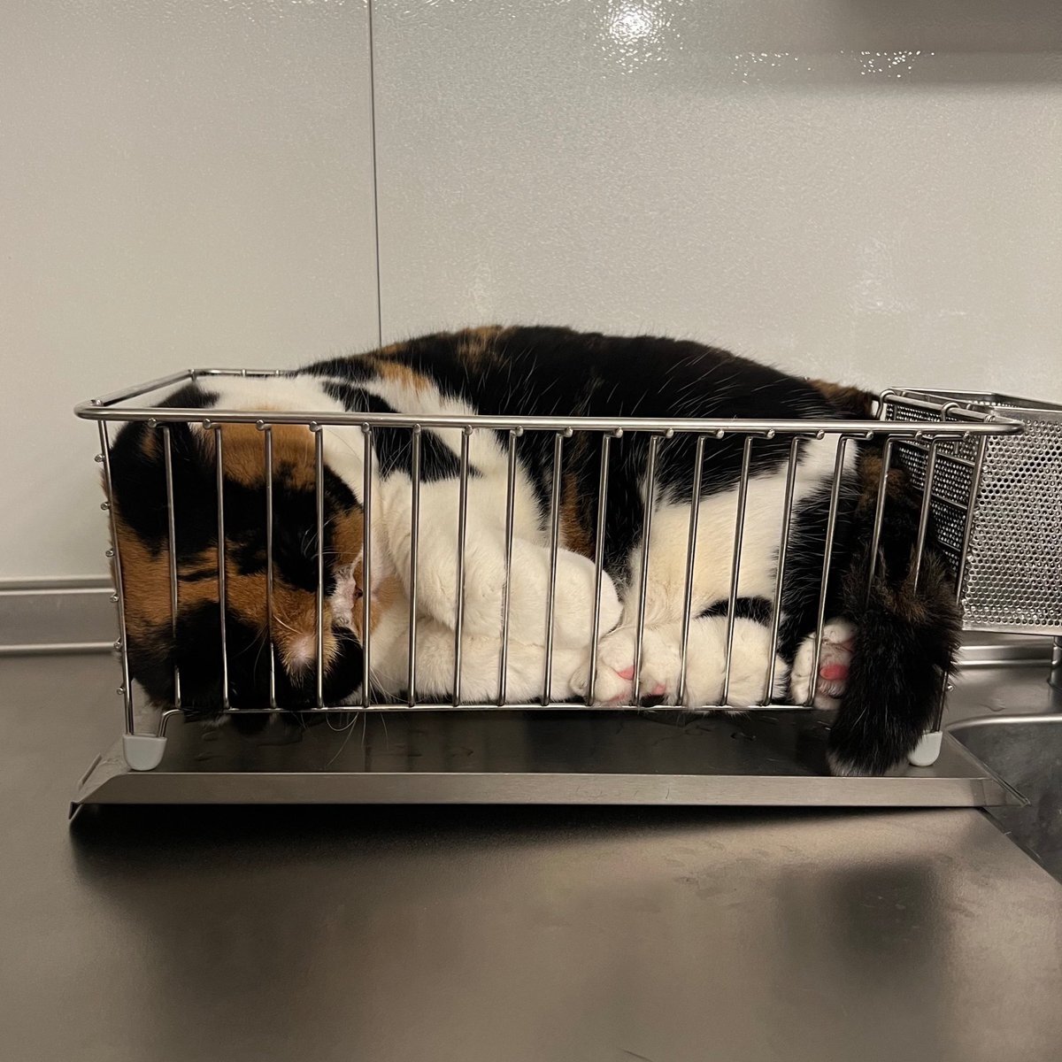 人気ポスト(@oage_cat) - Yahoo!リアルタイム検索