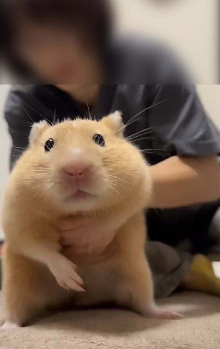 人気ポスト(@fujiko_mofu) - Yahoo!リアルタイム検索