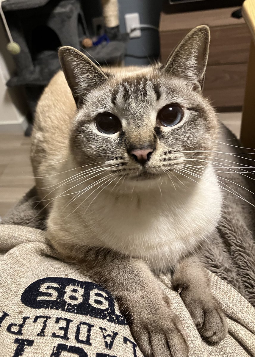 人気ポスト(@_roro_cat_) - Yahoo!リアルタイム検索