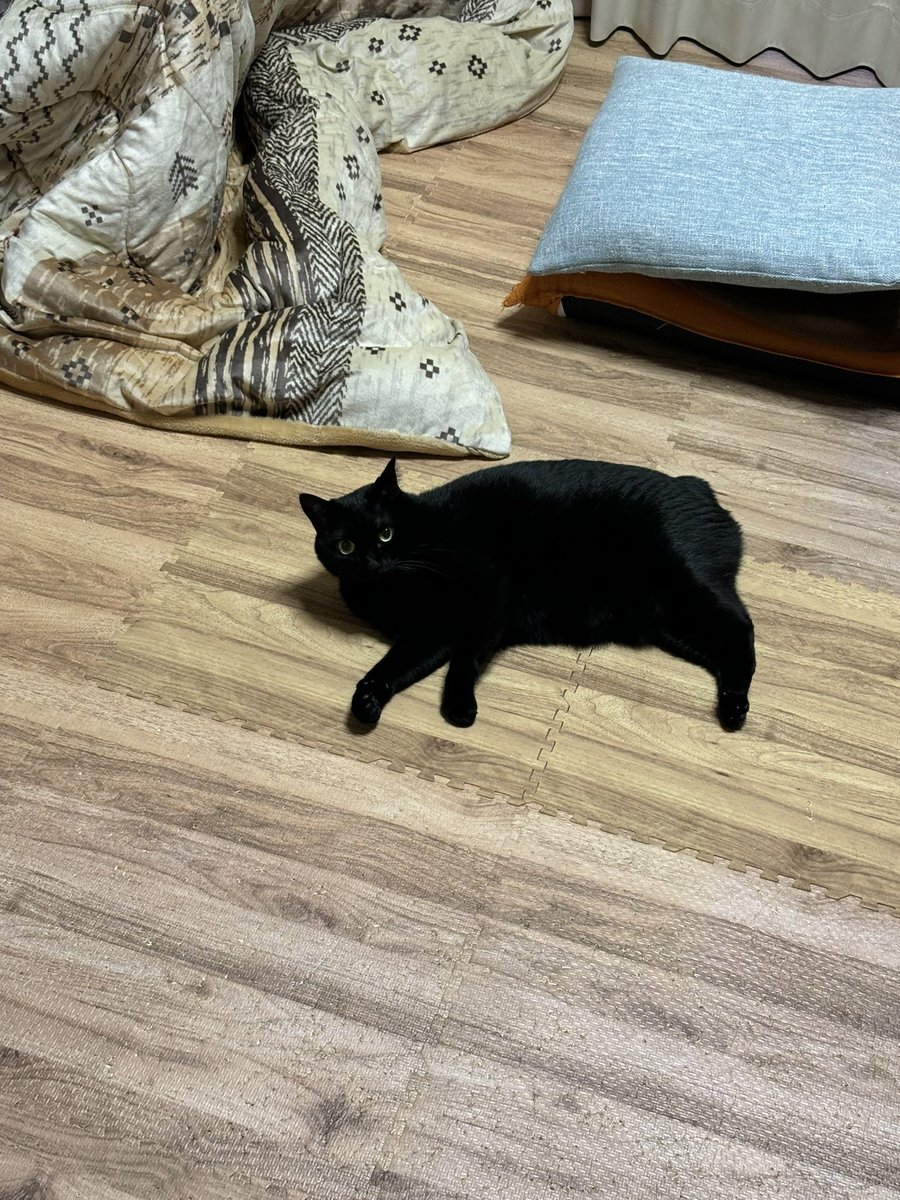 人気ポスト(@kuro_asari5bee) - Yahoo!リアルタイム検索