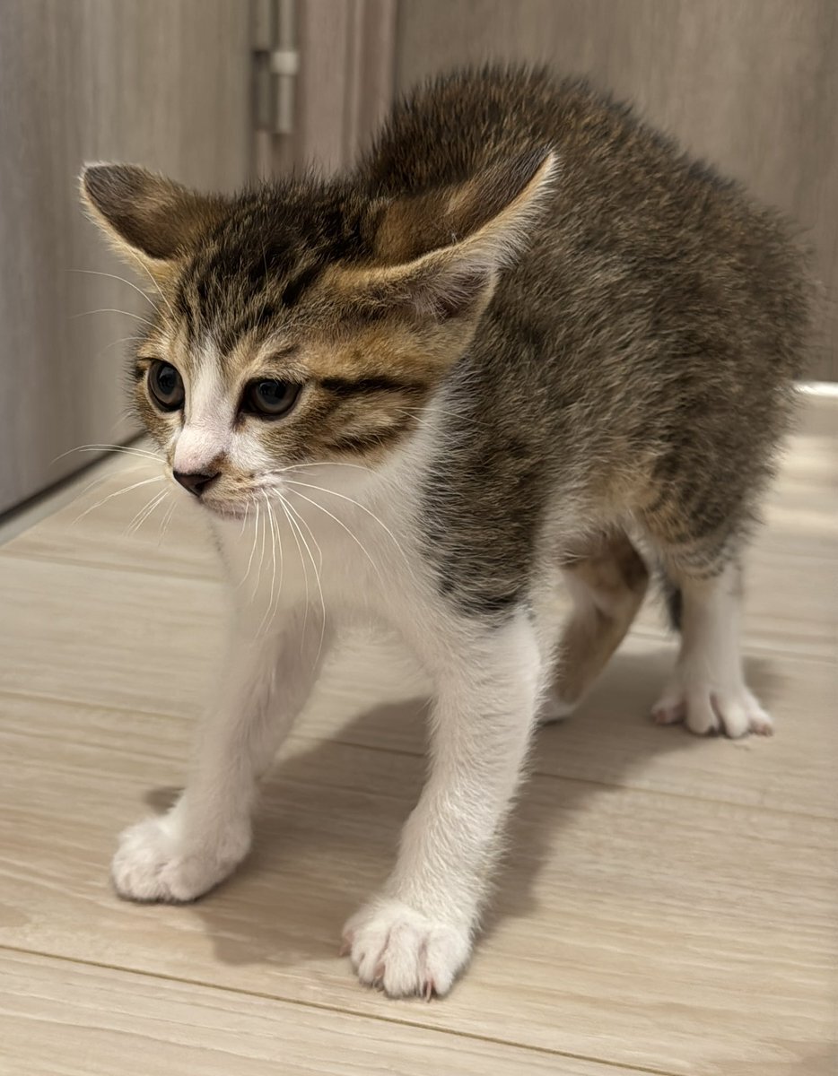 人気ポスト(@matsutake_cat) - Yahoo!リアルタイム検索