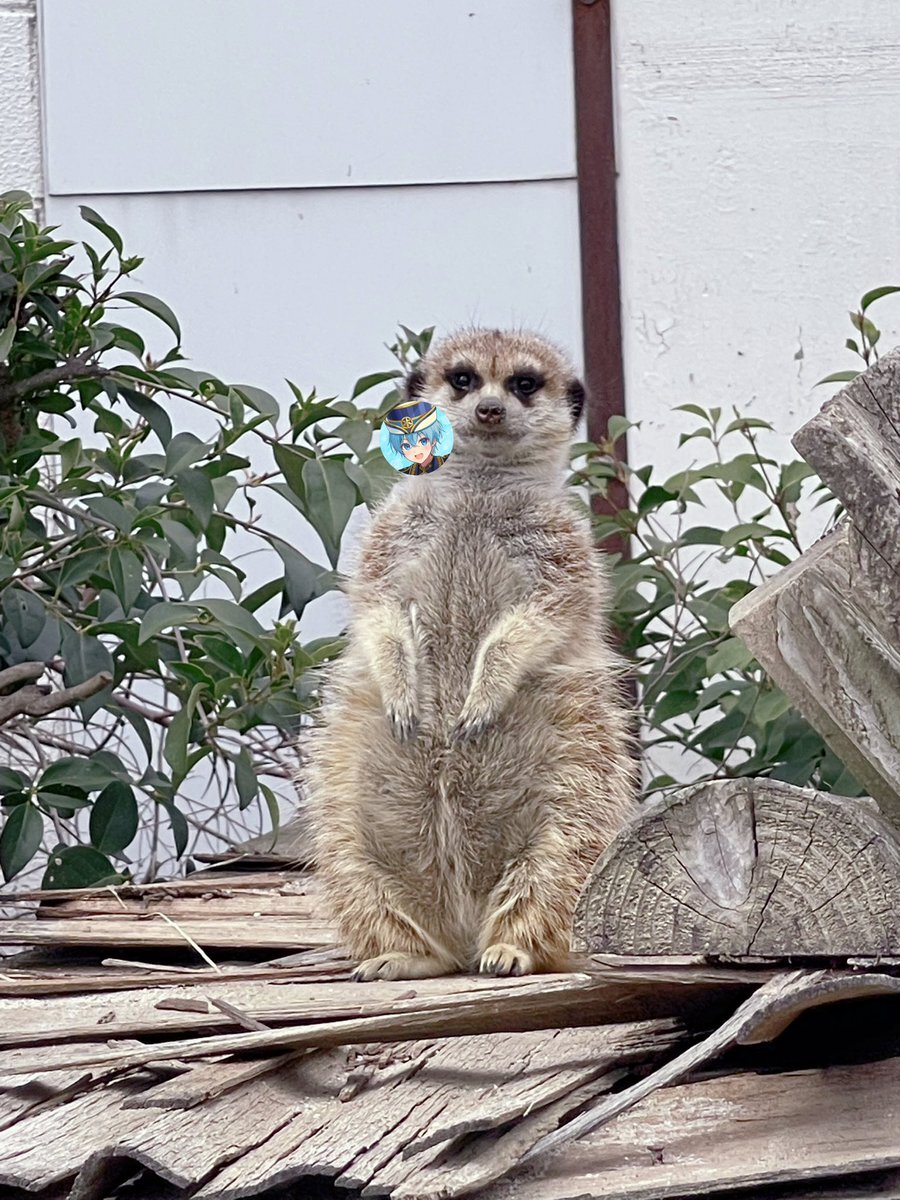 人気ポスト(@rinu_sub) - Yahoo!リアルタイム検索