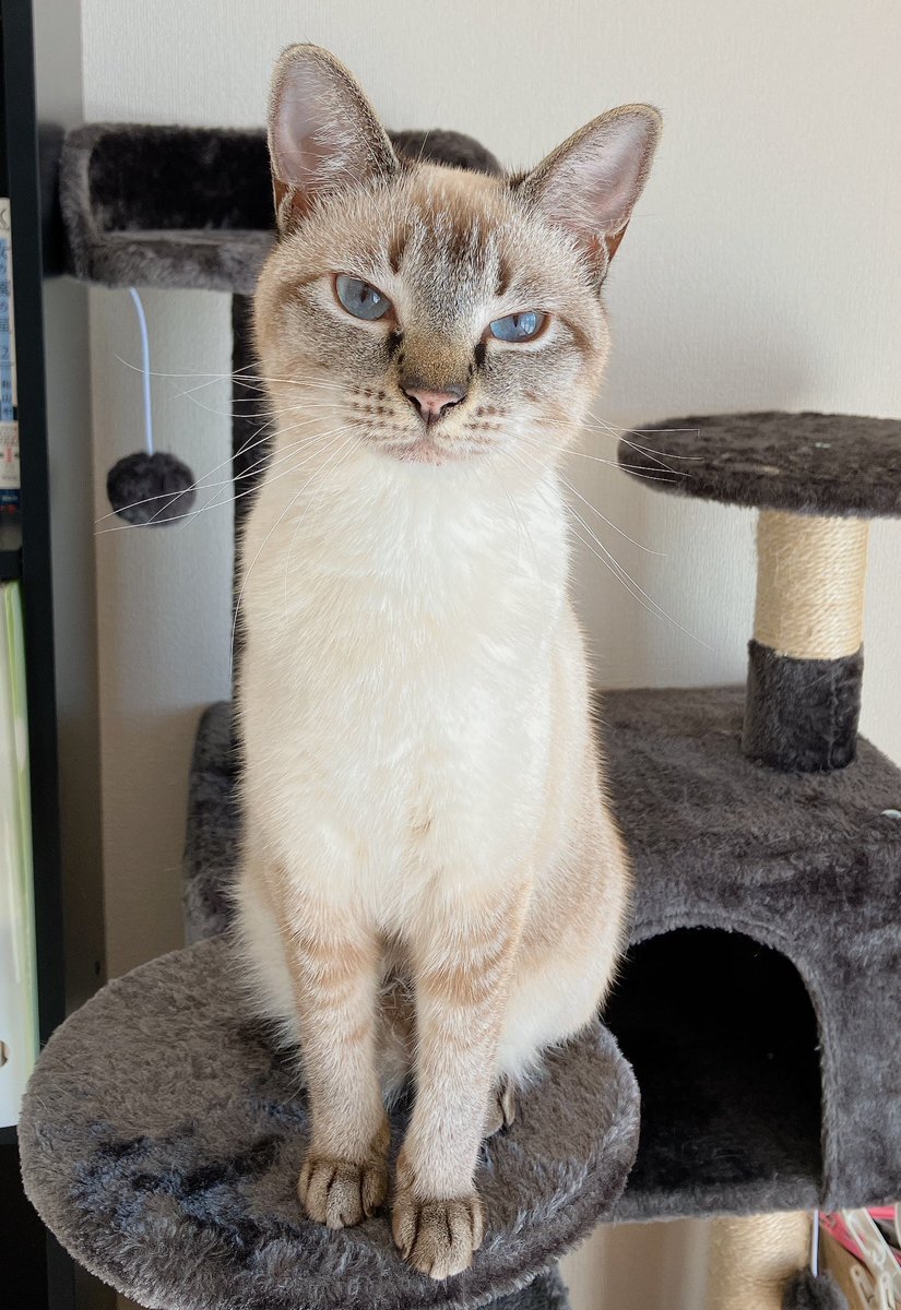 人気ポスト(@_roro_cat_) - Yahoo!リアルタイム検索