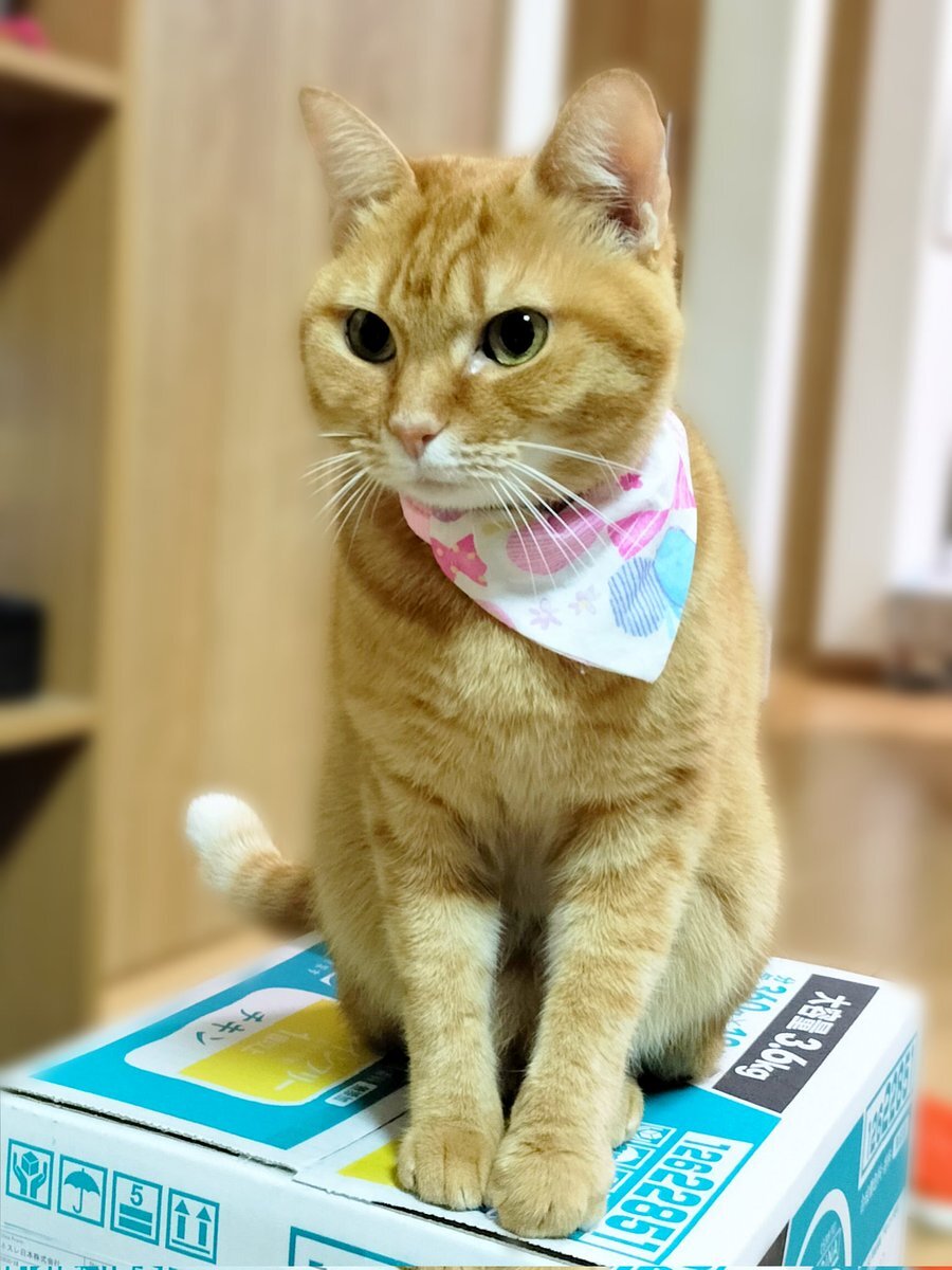 高市早苗内閣、木原稔官房長官就任へ？(2025/10/05)｜SNSのバズまとめ - Yahoo!リアルタイム検索