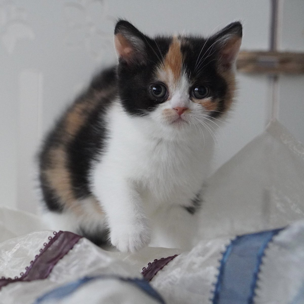 人気ポスト(@oage_cat) - Yahoo!リアルタイム検索