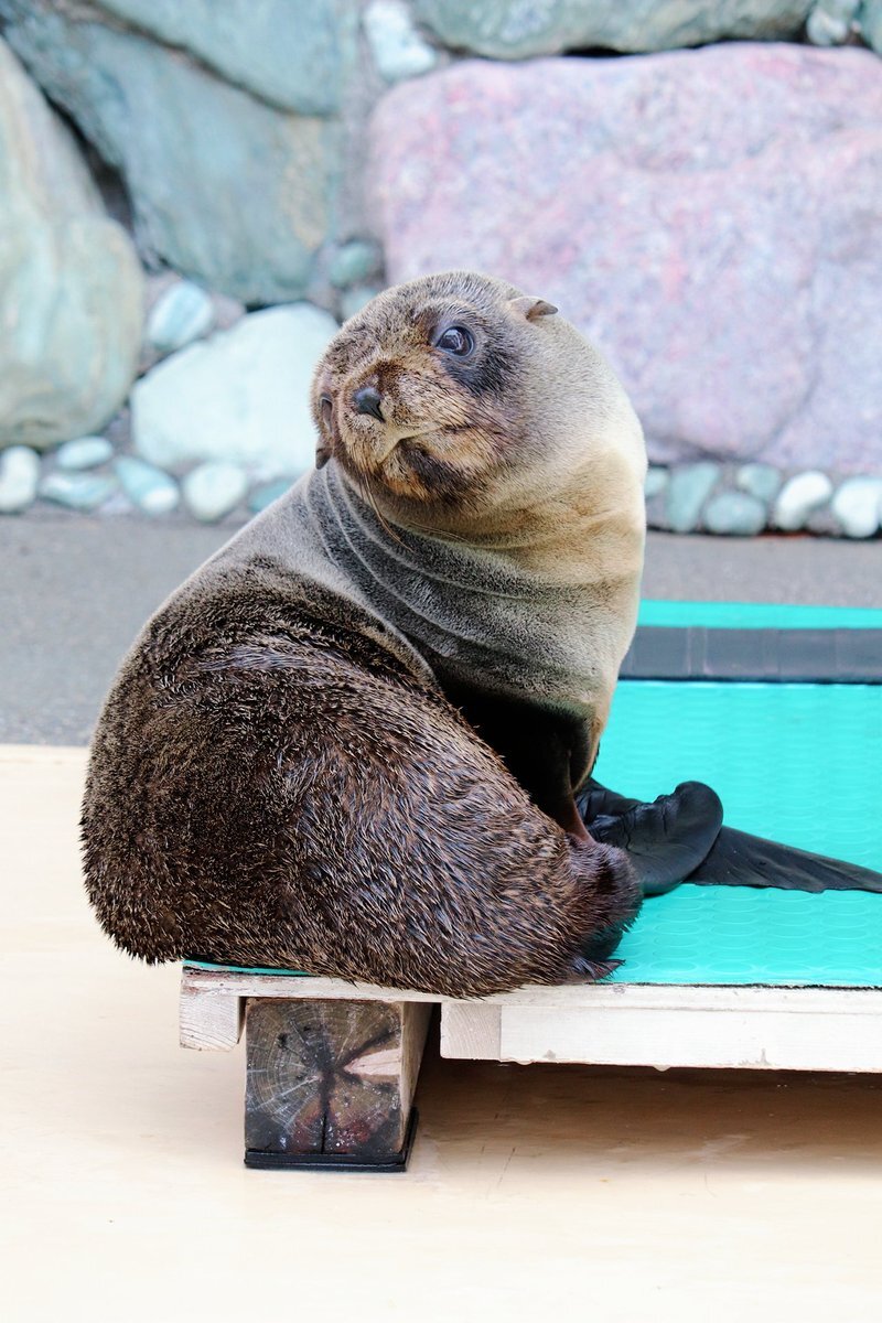 人気ポスト(@katurahama_aq) - Yahoo!リアルタイム検索