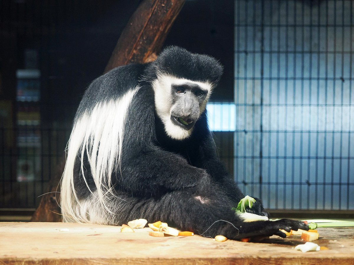 人気ポスト(@omoriyama_zoo) - Yahoo!リアルタイム検索