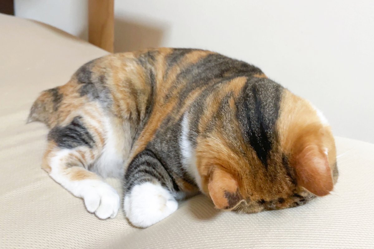 人気ポスト(@sobun_nekomanga) - Yahoo!リアルタイム検索