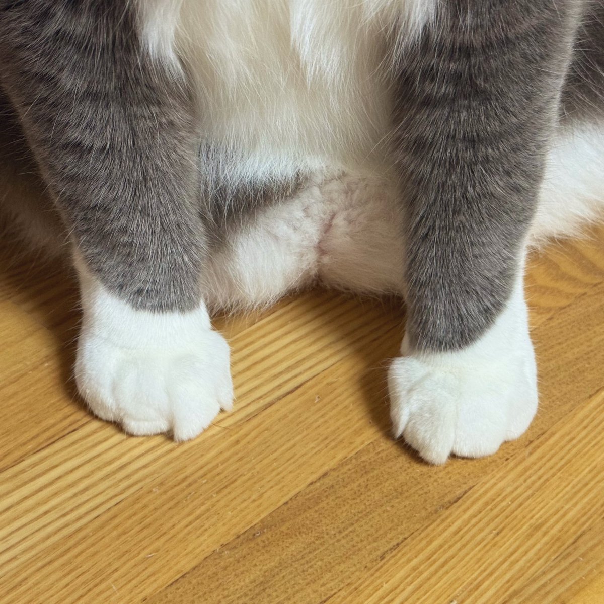 人気ポスト(@neko_wagaya) - Yahoo!リアルタイム検索