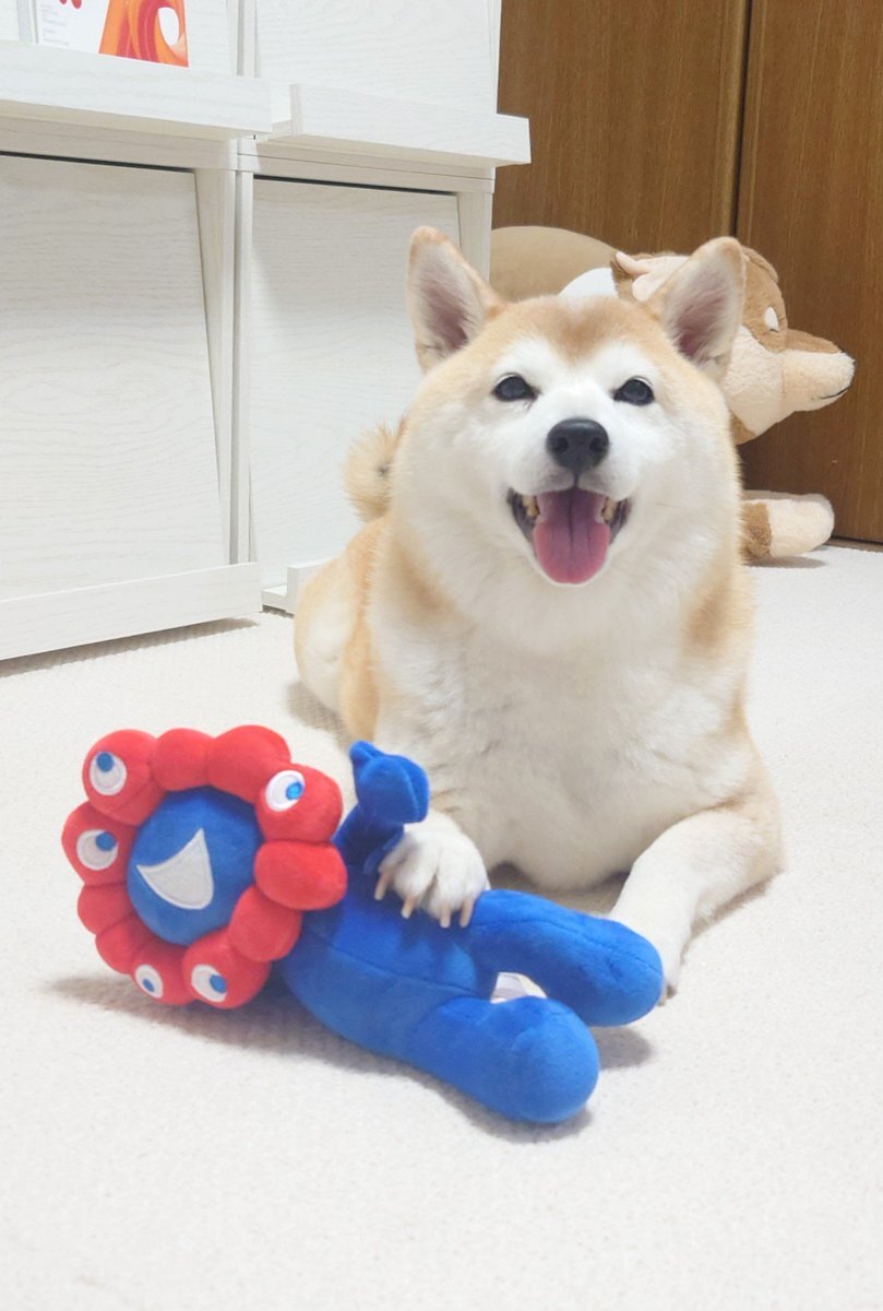 人気ポスト(@shiba_charmy) - Yahoo!リアルタイム検索