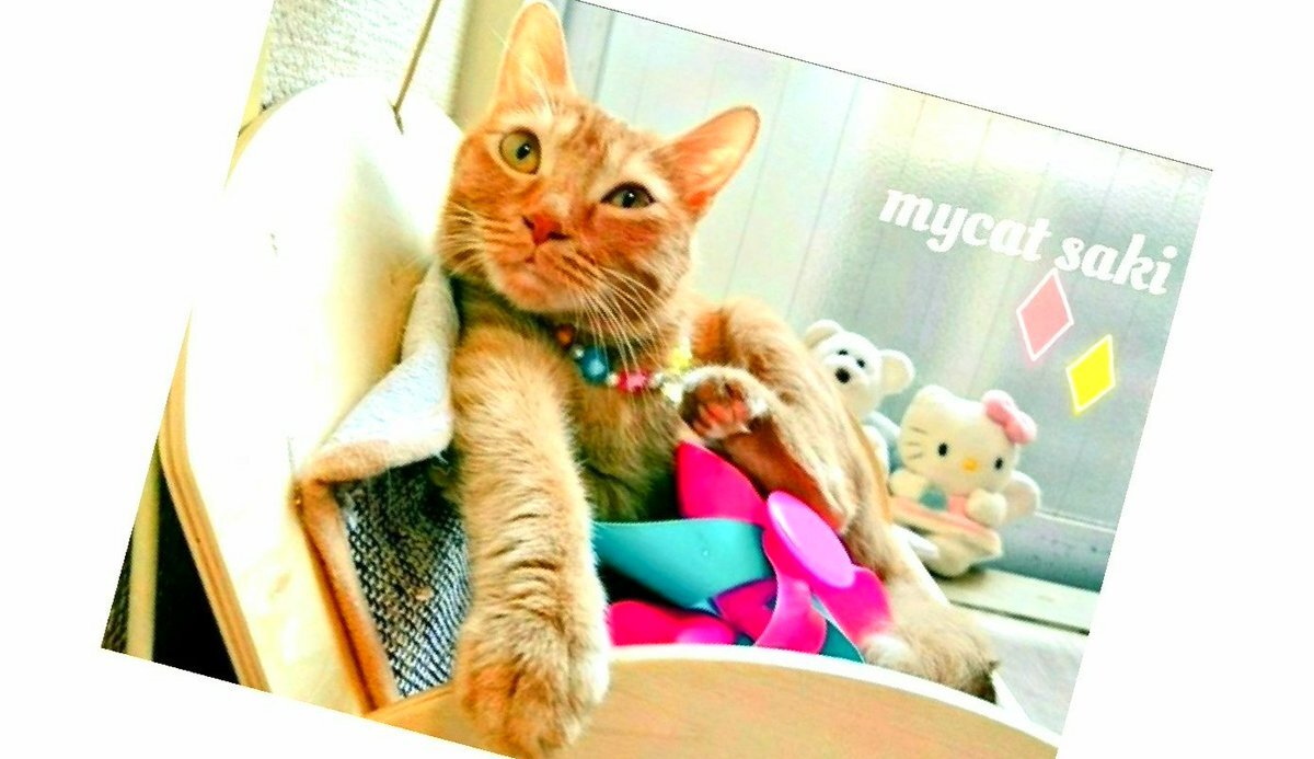 人気ポスト(@75japan_neko) - Yahoo!リアルタイム検索