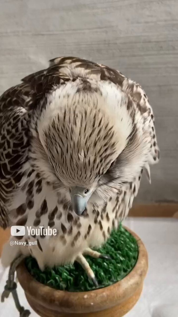 人気ポスト(@Gull_nest) - Yahoo!リアルタイム検索