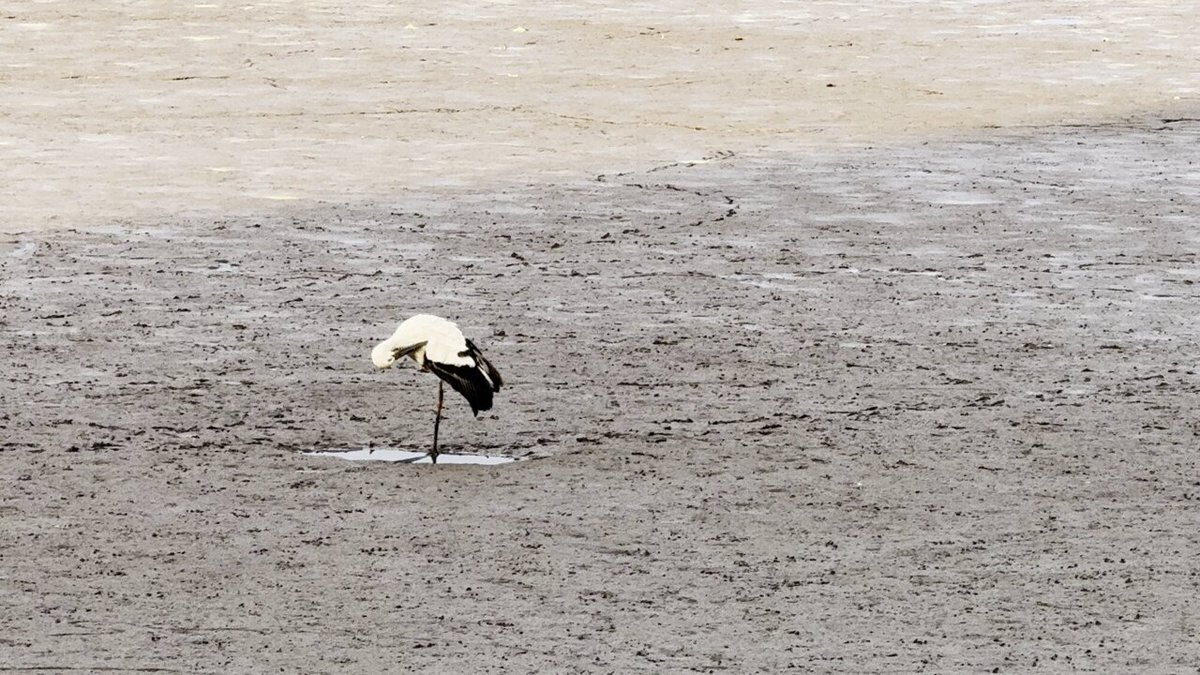 ちびノブ隊長が話題に！FGOイベントで(2025/09/28)｜SNSのバズまとめ - Yahoo!リアルタイム検索