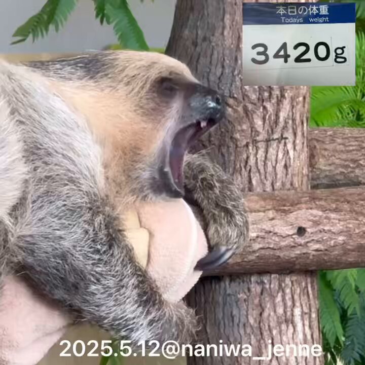 人気ポスト(@naniwa_jenne) - Yahoo!リアルタイム検索