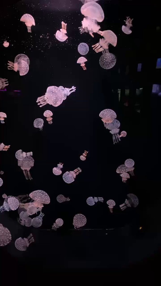 人気ポスト(@kunimikurage_ph) - Yahoo!リアルタイム検索