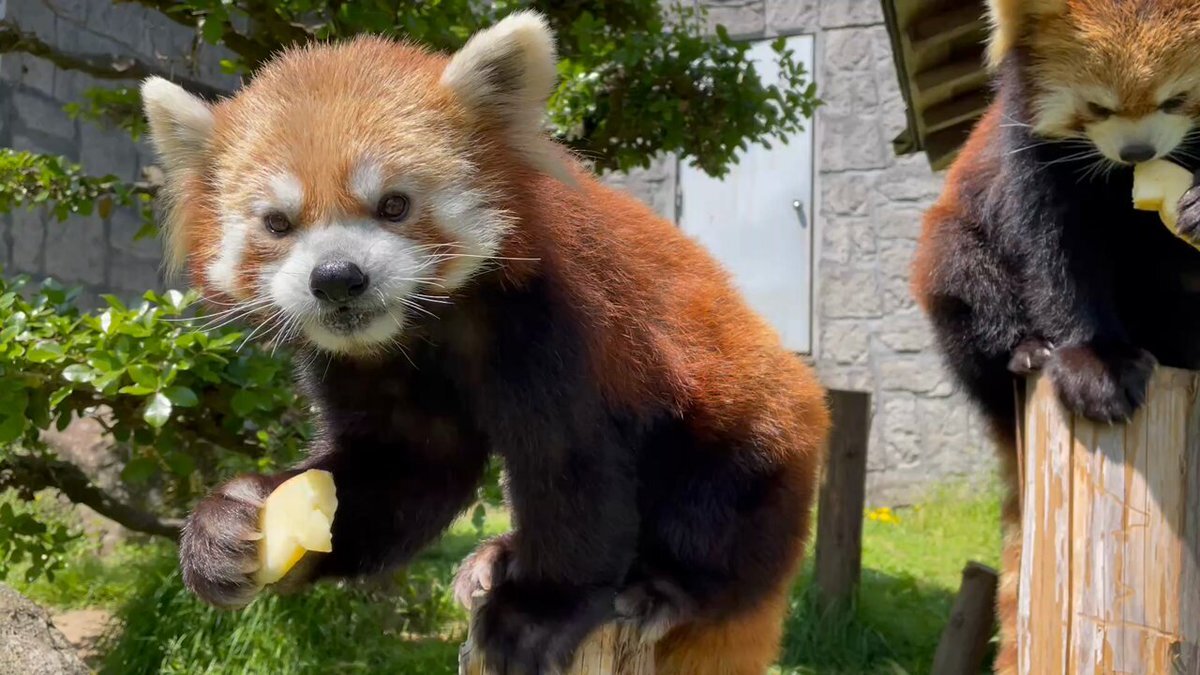 人気ポスト(@asa_zoo) - Yahoo!リアルタイム検索