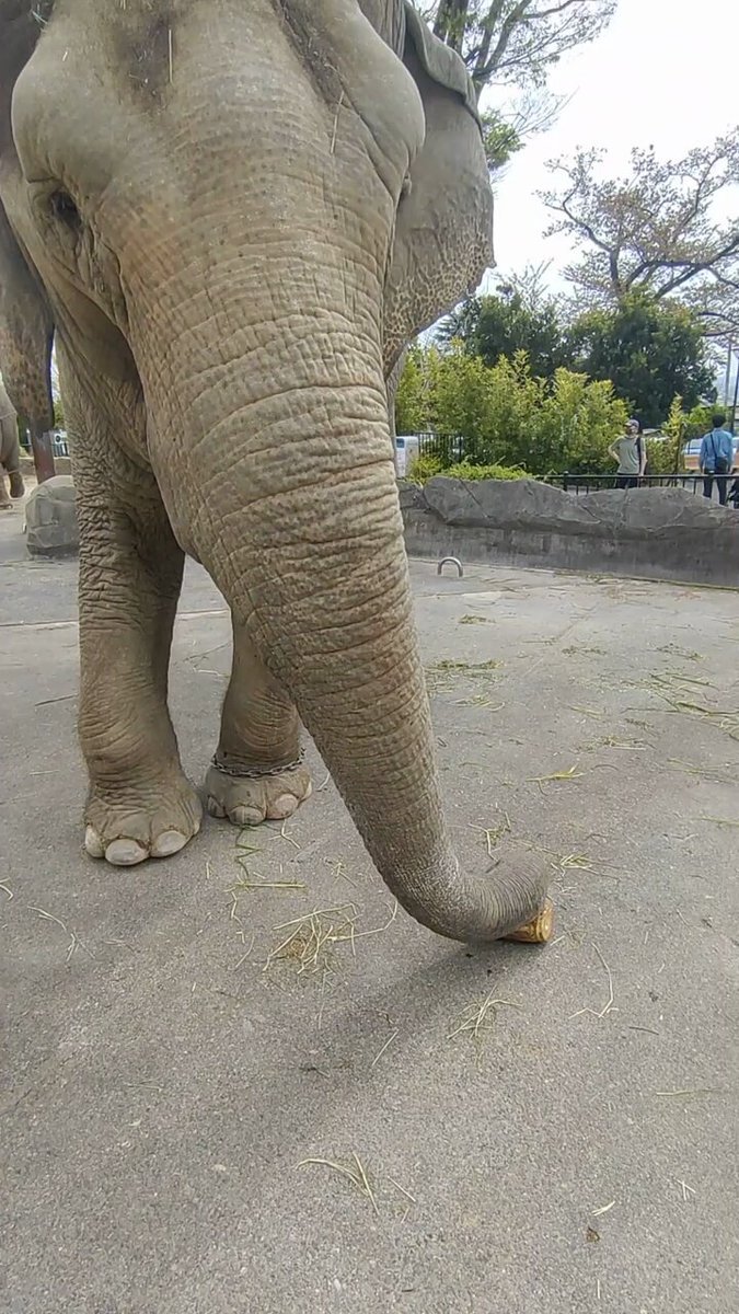 人気ポスト(@HitachiCity_Zoo) - Yahoo!リアルタイム検索