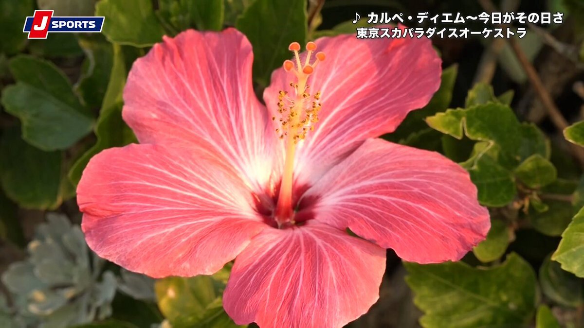 人気ポスト(@jsports_dragons) - Yahoo!リアルタイム検索