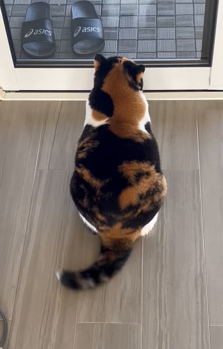 人気ポスト(@oage_cat) - Yahoo!リアルタイム検索