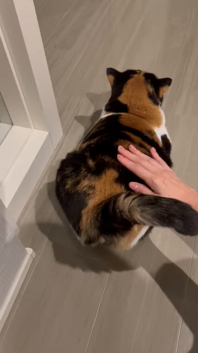 人気ポスト(@oage_cat) - Yahoo!リアルタイム検索