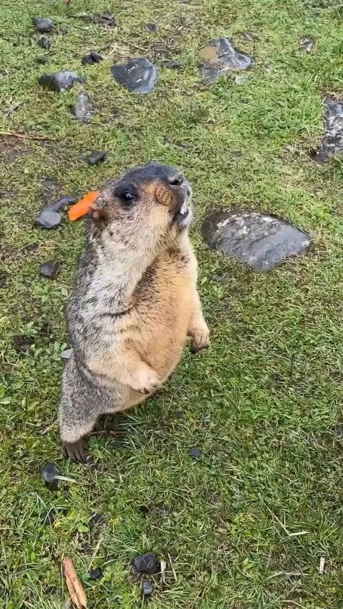 人気ポスト(@dr_marmot_) - Yahoo!リアルタイム検索